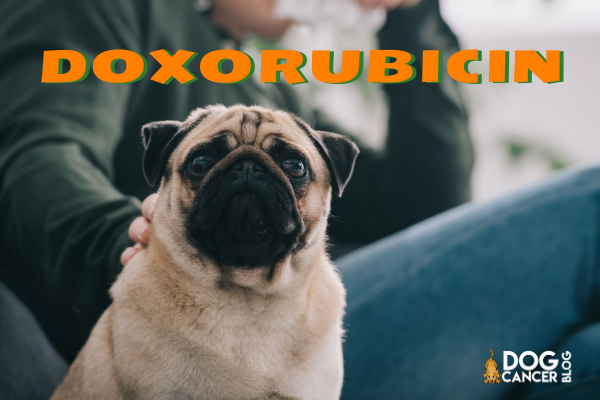 The Toxicity of Potent Dog Chemo Drug Doxorubicin - Dog Cancer Blog