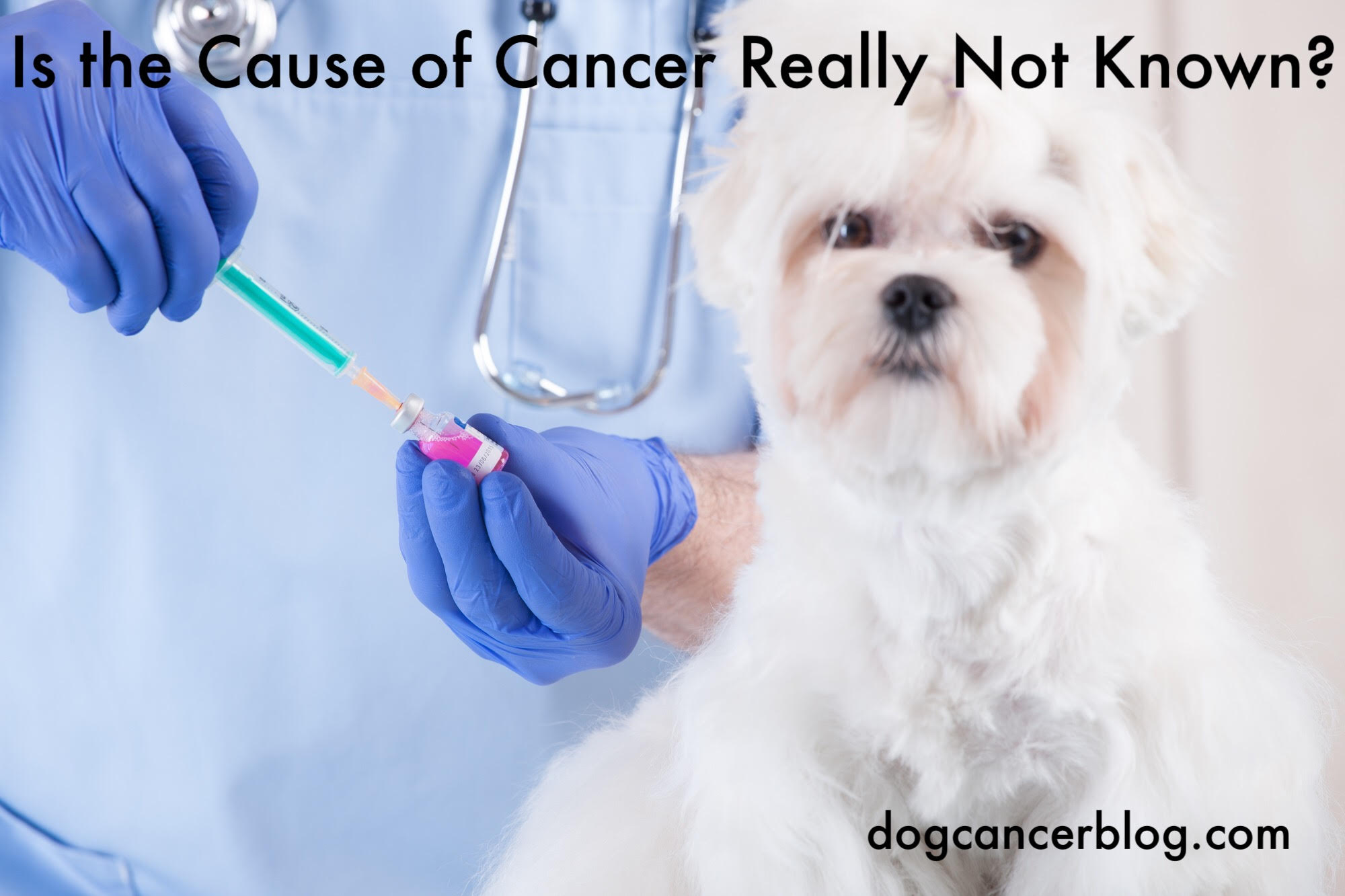 Is The Cause of Cancer Really Not Known? - Dog Cancer Blog