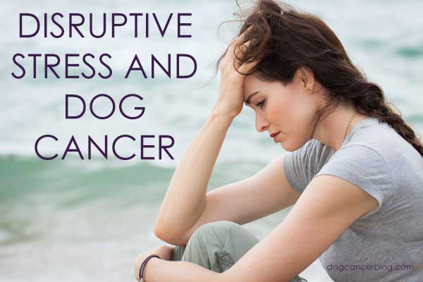 Disruptive Stress In Dog Cancer