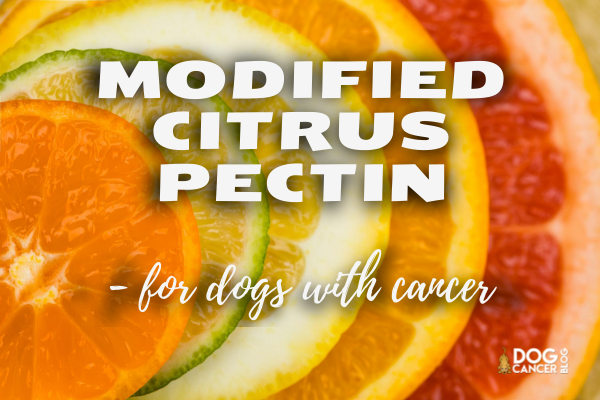 Anti-metastasis and More From Modified Citrus Pectin Dogs