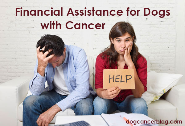 Financial Assistance for Dogs with Cancer: Resources from The Dog ...