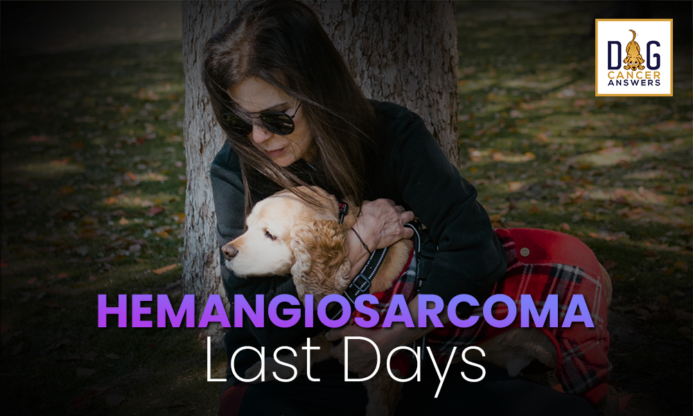 Hemangiosarcoma: The Last Days - Dog Cancer Blog